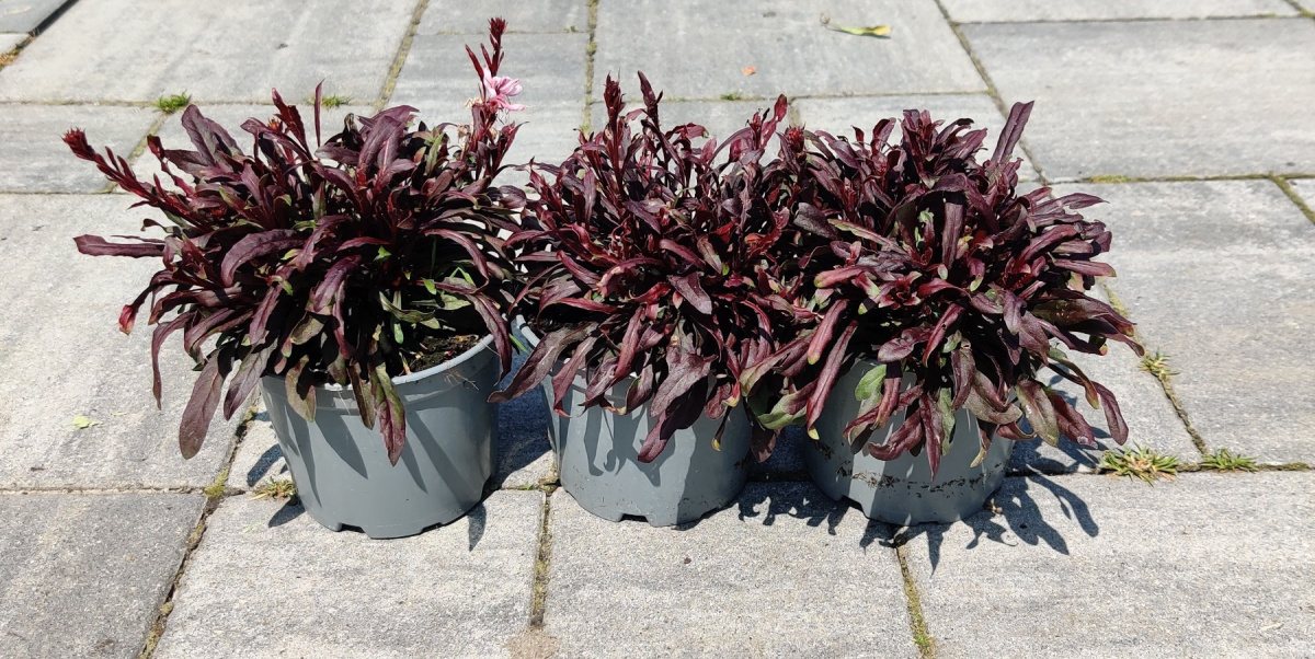 Gaura 'Red' Passionate Blush > Szkółka krzewów Fałdowie